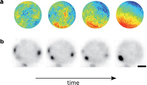 Domain Coarsening A Numerical Simulations Of Cell Polarization Download Scientific Diagram