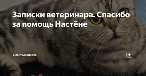 Записки ветеринара Спасибо за помощь Настёне СобачьЯ жизнь Дзен