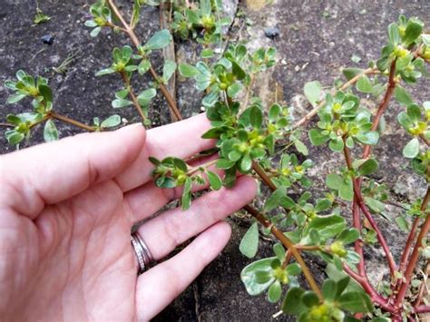 Eating Purslane The Edible Weed With Recipe Ideas Artofit