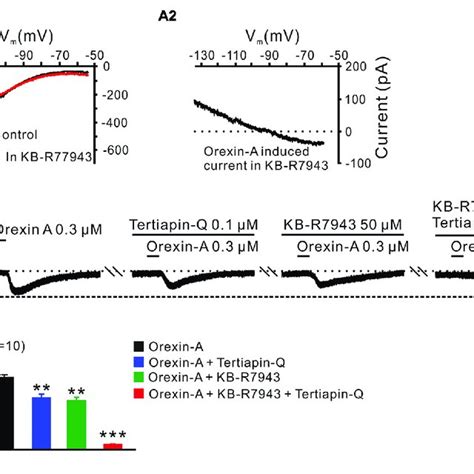 Schematic Representation Of Orexin System Orexin A And Orexin B Are