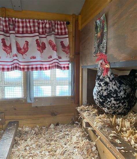 13 Best Chicken Coop Interior Ideas