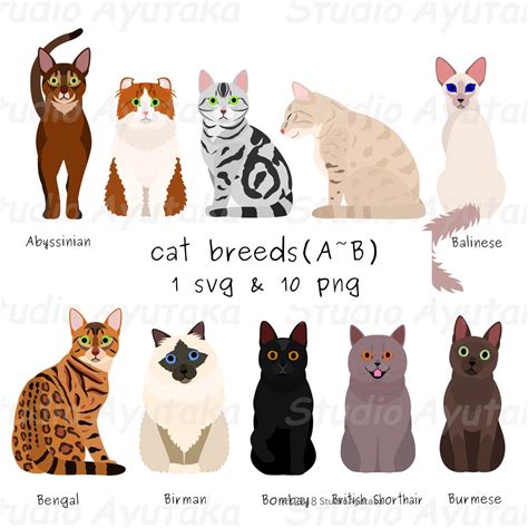 Cat Breeds A B Svg Png Illustration Digital Drawing Handmade Etsy