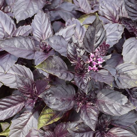 Basil Seeds Collection Heirloom Basil Seeds Rare Basil Seeds