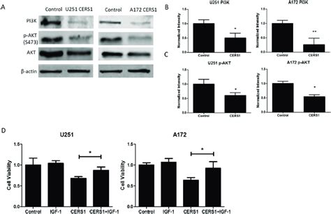 Cers1 Inhibits Pi3kakt Pathway In U251 And A172 Cells A Western
