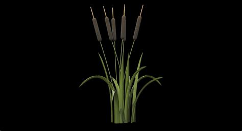 Reed 3d Model 5 Max 3ds Fbx Obj Free3d