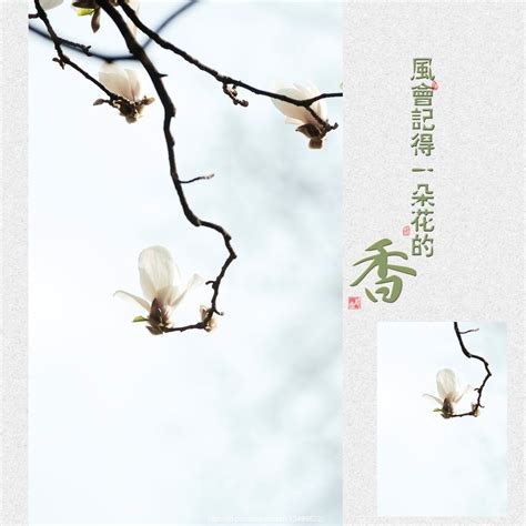 【风会记得一朵花的香摄影图片】生态摄影银烛辉煌太平洋电脑网摄影部落