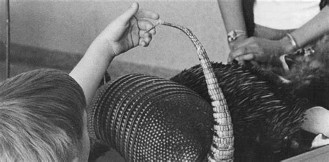 Leprosy Causing Bacteria Found In Armadillo Specimens Highlight Value Of Museum Collections For