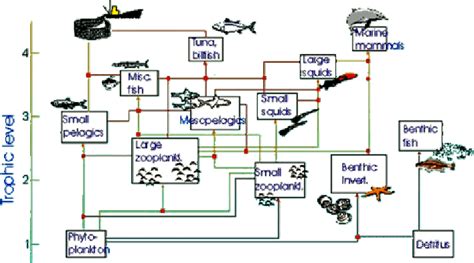 Schematic Of A Generic Ecopath Mass Balance Model Of An Ocean Ecosystem