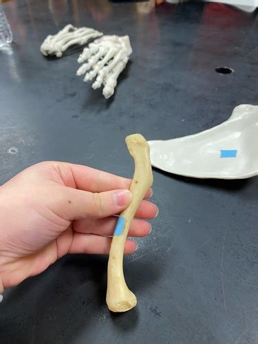Lab Practical 2 Appendicular Skeleton Structures Flashcards Quizlet