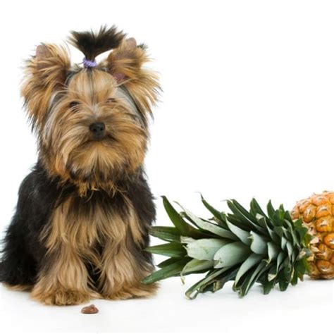 Que Fruta Esta Bien Para Los Perros