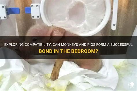 Exploring Compatibility Can Monkeys And Pigs Form A Successful Bond In