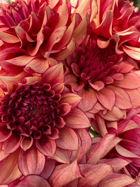 Weeklyl Bouquet Subscription Earth Angel Flower