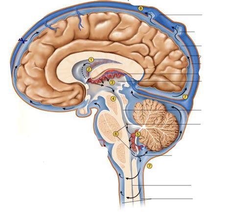 CSF Flow Diagram Quizlet