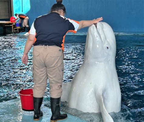 屏東海生館的海洋老師與牠們的飼育員 心路歷程大公開 新頭條 TheHubNews