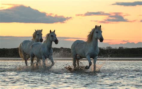 デスクトップ壁紙 動物 うま 写真 群れ メア 2560x1600 Px Man 哺乳類のような馬 種馬 マストンウマ
