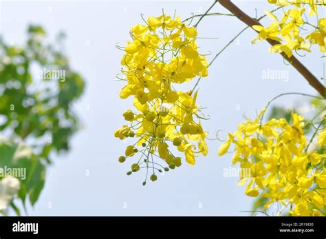 Golden Shower Cassia Fistula Or Pudding Pipe Tree Or Yellow Flower