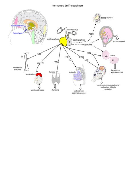 Hormones De L`hypothalamus
