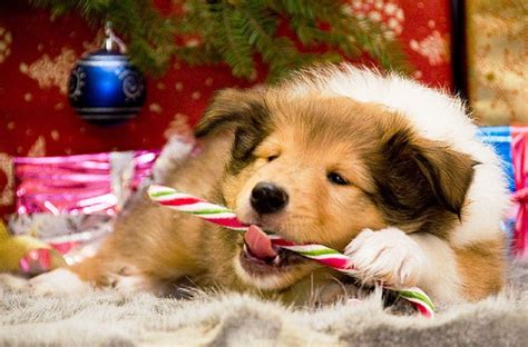 cute puppy christmas wallpapers Cute christmas puppies - Adorable Animals for Everyone