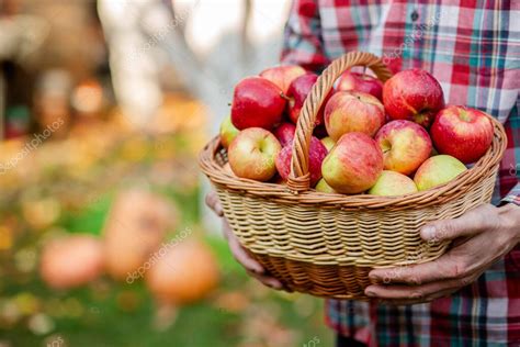 Recogiendo manzanas Un hombre con una cesta llena de manzanas rojas en el jardín