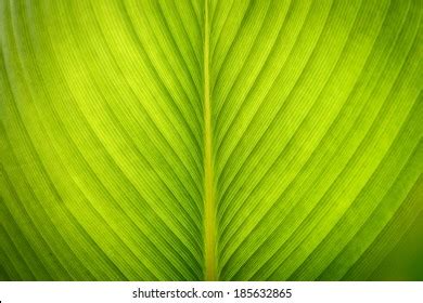 245 900 Leave Texture Images Stock Photos And Vectors Shutterstock