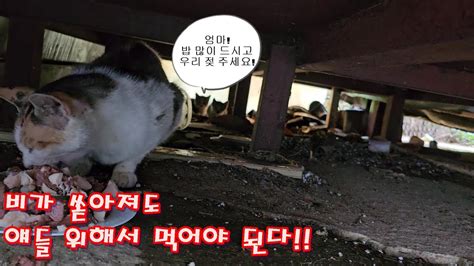 엄마 밥 많이 드시고 우리 젖 주세요 Youtube