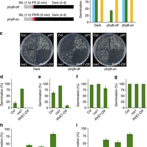Pdf Phytochrome B And Reveille12 Mediated Signalling Controls Seed Dormancy And Germination