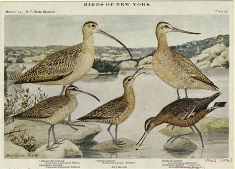 Whither Went The Eskimo Curlew From Millions To A Few Museum