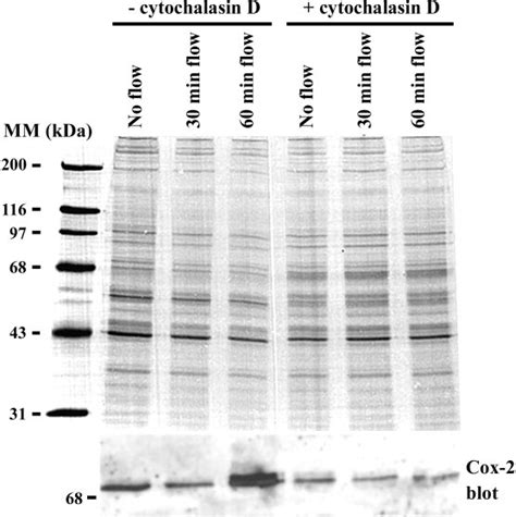Inhibition Of Actin Cytoskeleton With Cytochalasin D Inhibits Fluid
