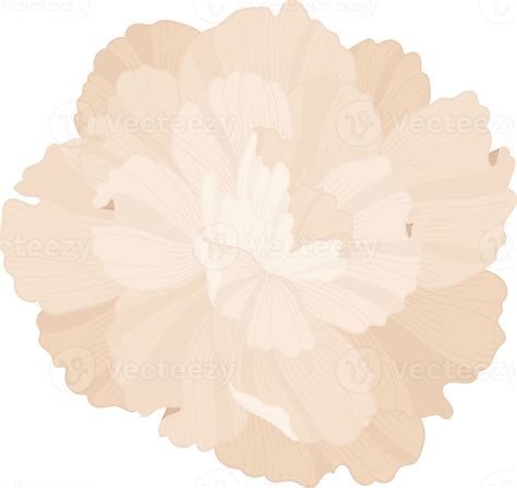 Ilustración De Dibujado A Mano De Flor De Clavel Blanco 10173861 Png