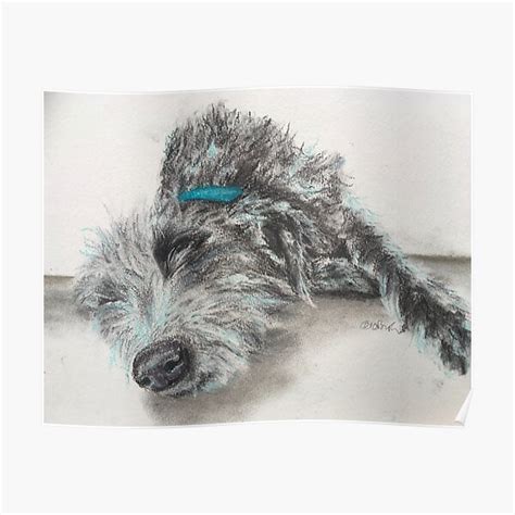Sleeping Scruffy Lurcher Poster For Sale By Merlinsmates Redbubble