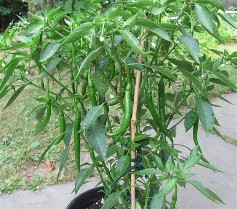 Green Chilli Plant In Pot