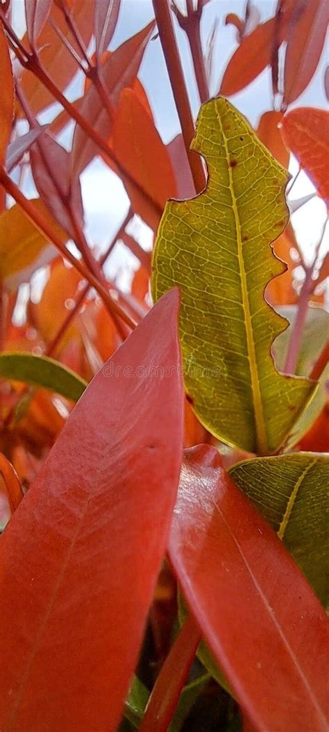 Leaf With A Bite Mark Bitten Bite Taken Out Green And Red Pink Orange