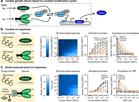 tuning input output signaling response by modulating kinase and