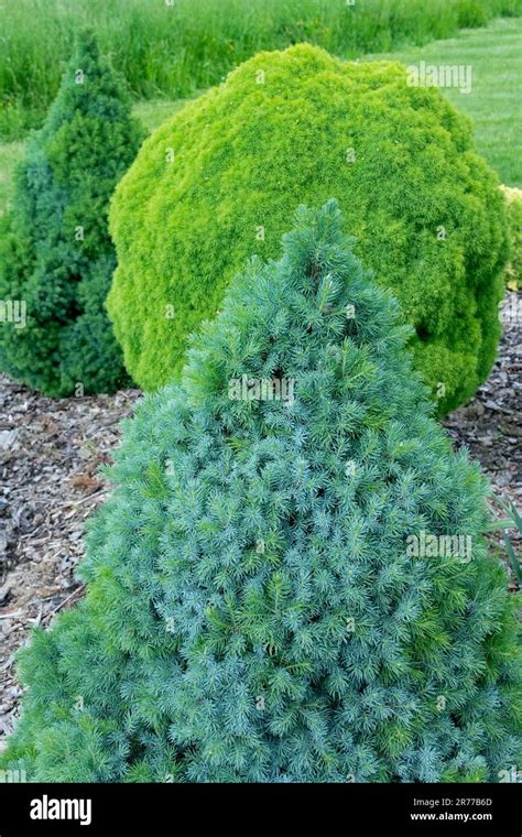 Dwarf Conical Form Tree Spruce Alberta Blue Picea Foliage Hi Res Stock