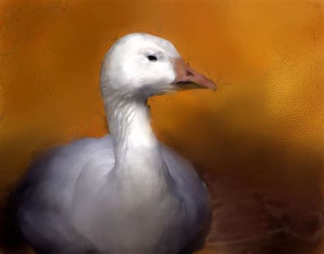 Your Majesty Photograph By Cheryl Frischkorn Fine Art America