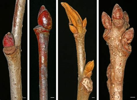 Twiginfo Ohio Plants
