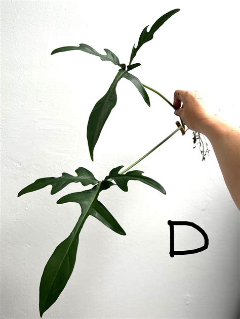 Philodendron Glad Hands Pedatum Quercifolium Aka Oak Leaf Philo