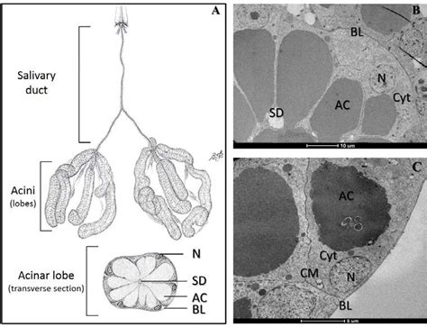 Structure Of Ae Albopictus Salivary Glands A Schematic