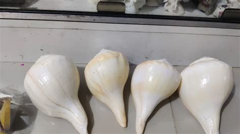 Blowing Conch Shell At Best Price In Chennai By Kareem Shell Craft Id