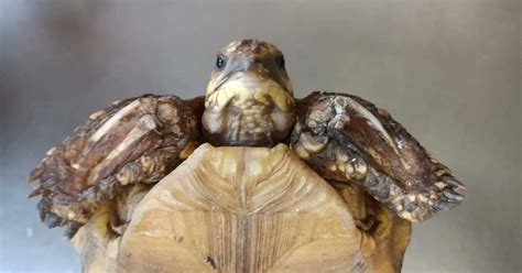 Liberan A 400 Tortugas En Vía De Extinción En El Bajo Cauca Antioqueño Infobae