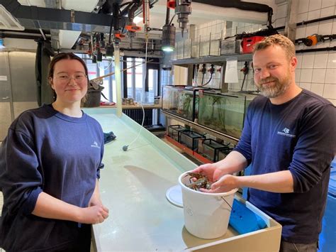 Kasper Elgetti Brodersen On Linkedin Roskildeuniversity Seagrass Restoration