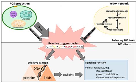Antioxidants Free Full Text Oxylipins And Reactive Carbonyls As