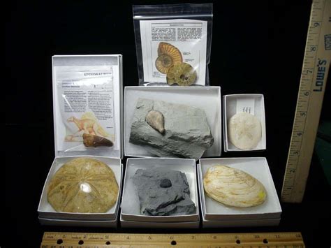 7 Count Beginners Fossil Kit 091422c The Stones And Bones Collection