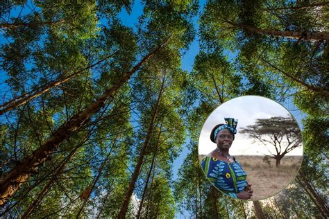 Planting Peace South Africas Bold Plan To Plant One Million Trees In