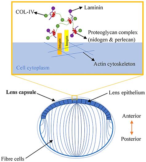 Frontiers Application Of Collagen I And Iv In Bioengineering