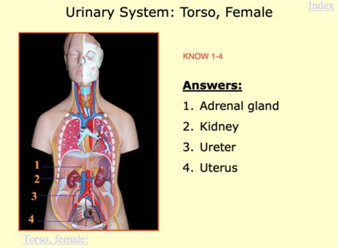 Urinary System Torso Female Flashcards Quizlet
