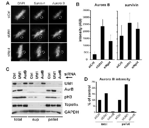Elevated Levels Of Aurora B And Survivin Associated With Chromosomes In