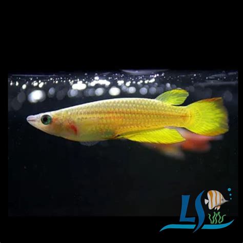 Golden Panchax 2pcs Ls Group
