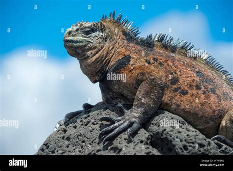 Marine Iguana Amblyrhynchus Cristatus On Shore Galapagos Stock Photo Alamy
