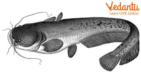 What Do Catfish Eat Learn Important Terms And Concepts